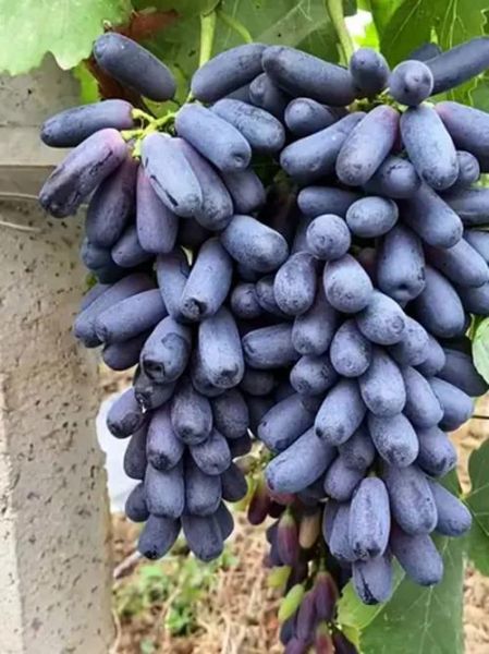 蓝宝石葡萄为什么不建议种_蓝宝石葡萄种植风险-第2张图片-山城妙识