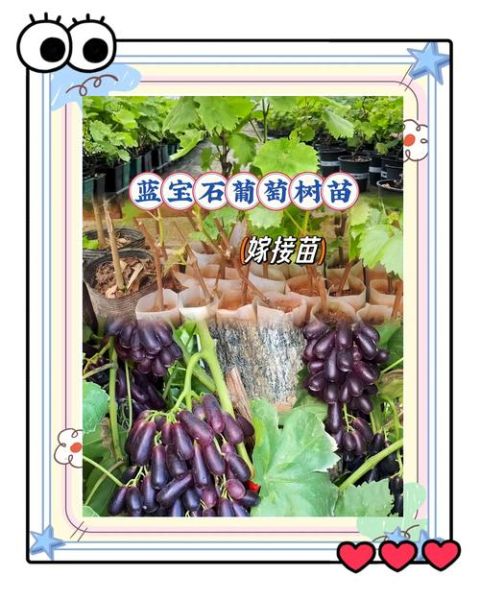 蓝宝石葡萄为什么不建议种_蓝宝石葡萄种植风险-第1张图片-山城妙识