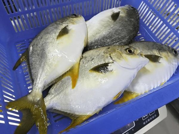 金鲳鱼苗多少钱一斤_金鲳鱼苗批发价格行情-第3张图片-山城妙识