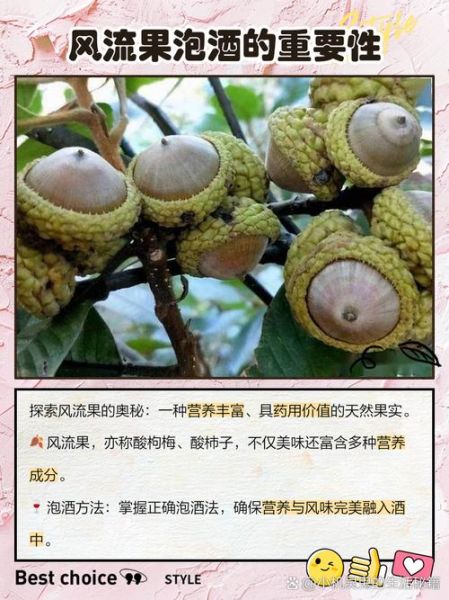 风流果泡酒的最佳配方_风流果泡酒的功效与禁忌-第2张图片-山城妙识