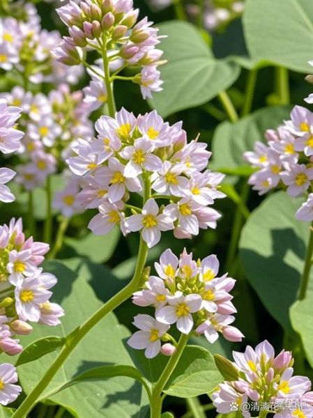荞麦花的花语是什么_荞麦花适合送什么人-第3张图片-山城妙识