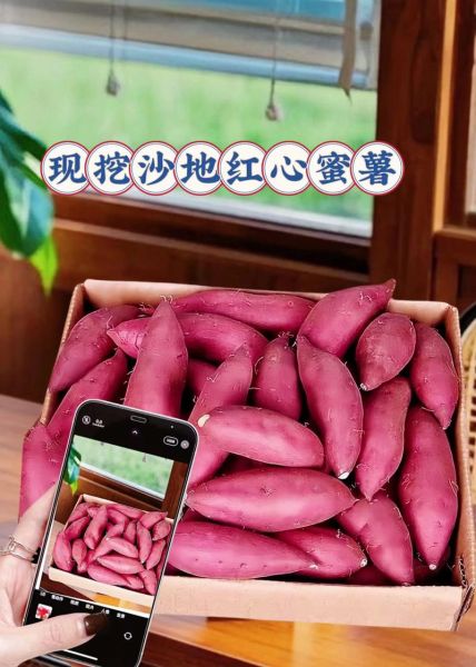 全国最好吃的红薯排名_哪里产的红薯最甜-第3张图片-山城妙识