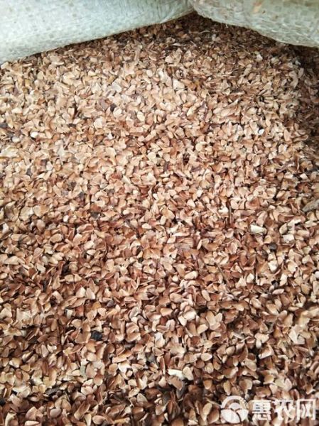 香椿籽长什么样子_香椿籽图片特征-第1张图片-山城妙识