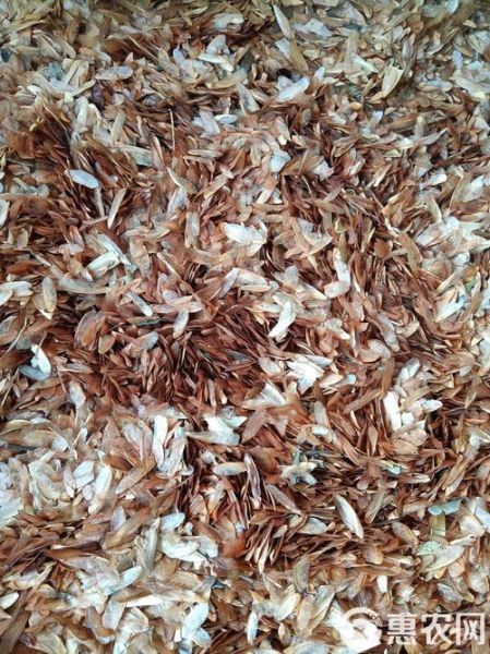 香椿籽长什么样子_香椿籽图片特征-第2张图片-山城妙识