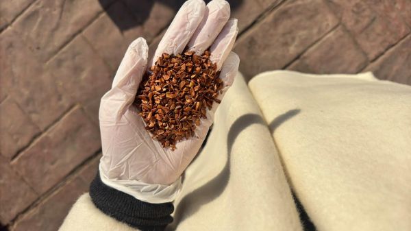 香椿籽长什么样子_香椿籽图片特征-第3张图片-山城妙识