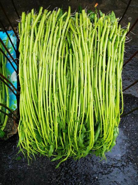 空心菜图片大全_如何挑选新鲜空心菜-第1张图片-山城妙识