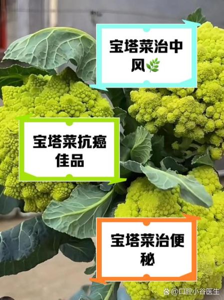 塔菜的功效与作用_塔菜怎么吃最营养-第1张图片-山城妙识