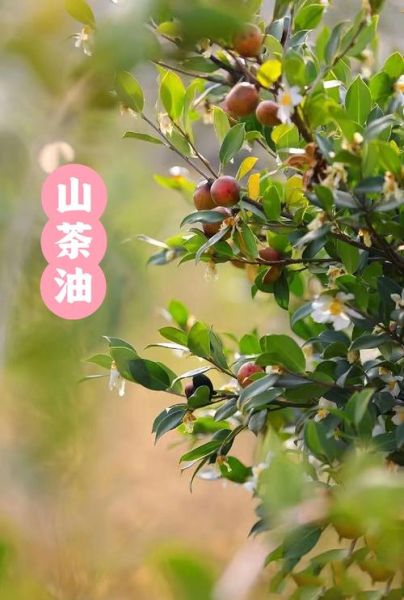 为什么很少人吃山茶油_山茶油价格贵吗-第1张图片-山城妙识