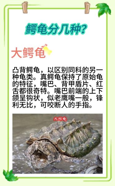 鳄鱼龟怎么养_鳄鱼龟能长多大-第1张图片-山城妙识