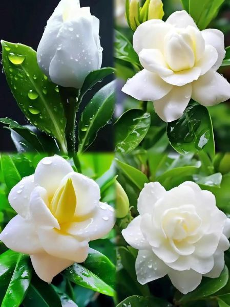 栀子花图片大全唯美_如何拍出仙气感-第1张图片-山城妙识