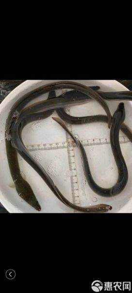 白鳝和鳗鱼有什么区别_白鳝是鳗鱼吗-第3张图片-山城妙识