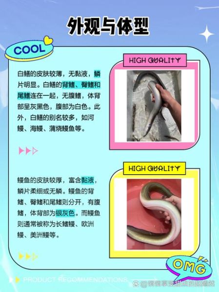 白鳝和鳗鱼有什么区别_白鳝是鳗鱼吗-第1张图片-山城妙识