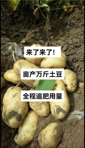 马铃薯怎么种产量高_马铃薯施肥时间和方法-第2张图片-山城妙识