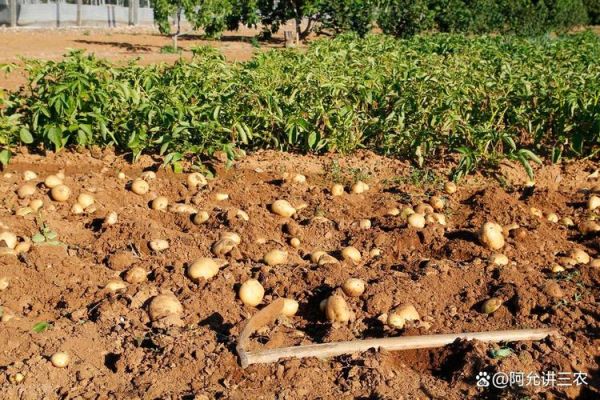 马铃薯怎么种产量高_马铃薯施肥时间和方法-第3张图片-山城妙识