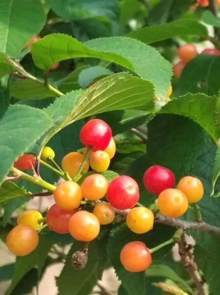 樱桃是什么季节的水果_樱桃几月份成熟-第1张图片-山城妙识