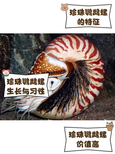 鹦鹉螺怎么养_鹦鹉螺能活多久-第2张图片-山城妙识