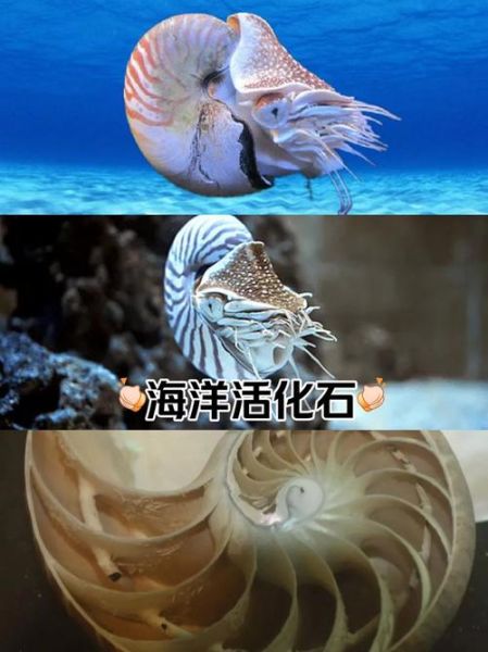 鹦鹉螺怎么养_鹦鹉螺能活多久-第1张图片-山城妙识