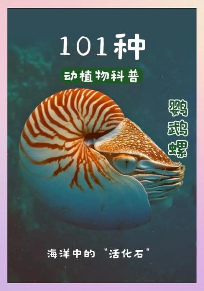 鹦鹉螺怎么养_鹦鹉螺能活多久-第3张图片-山城妙识