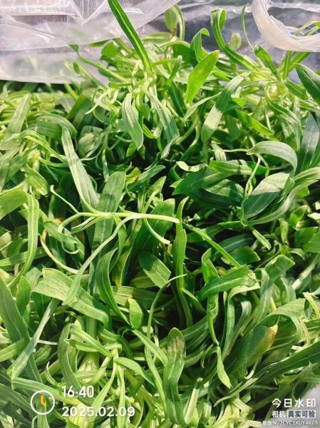 面条菜是什么菜_面条菜怎么做好吃-第2张图片-山城妙识