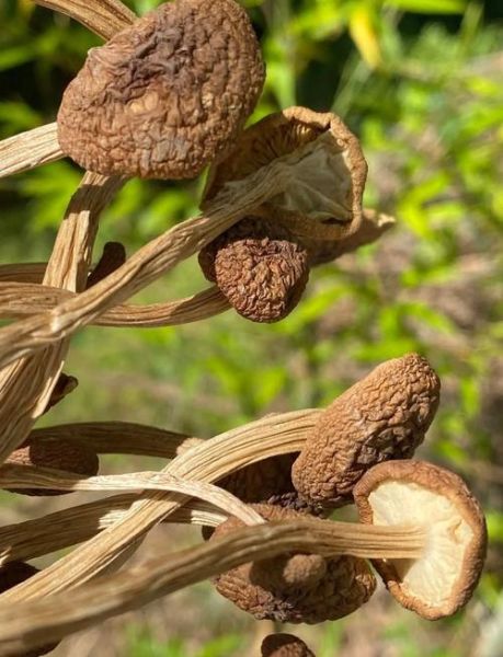 干茶树菇怎么泡发_干茶树菇的家常做法大全-第2张图片-山城妙识