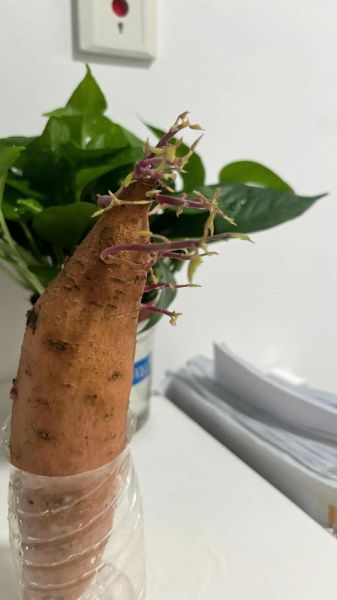 白薯发芽了可以吃吗_白薯发芽有毒吗-第3张图片-山城妙识