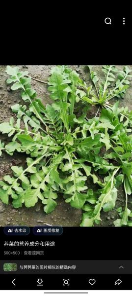 假荠荠菜图片_如何辨别真假荠荠菜-第2张图片-山城妙识