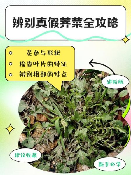 假荠荠菜图片_如何辨别真假荠荠菜-第1张图片-山城妙识