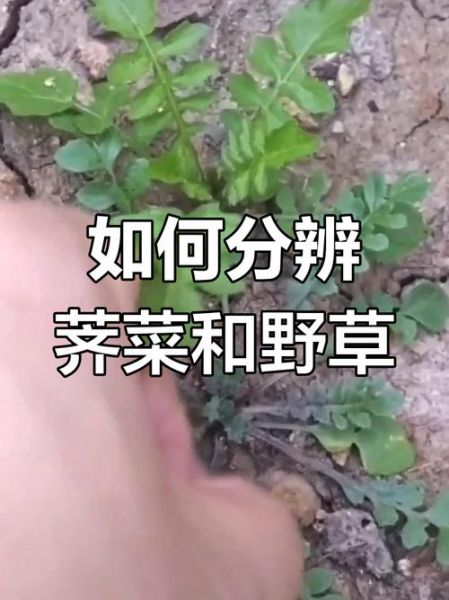 假荠荠菜图片_如何辨别真假荠荠菜-第3张图片-山城妙识