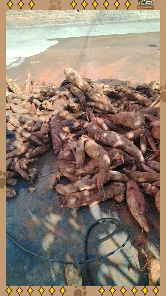 粉葛根图片长什么样_粉葛根真假辨别方法-第3张图片-山城妙识