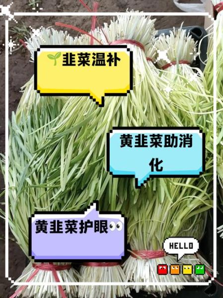 韭黄的功效与作用_韭黄怎么吃最营养-第3张图片-山城妙识