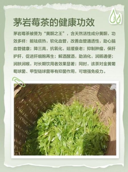 茅岩莓茶的功效与作用_茅岩莓茶怎么喝才有效-第1张图片-山城妙识