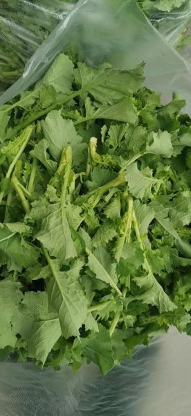 菜苔是什么菜长出来的_菜苔和油菜苔的区别-第3张图片-山城妙识