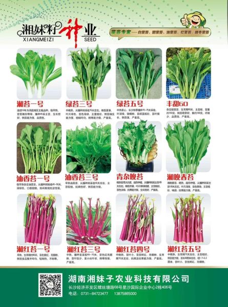 菜苔是什么菜长出来的_菜苔和油菜苔的区别-第1张图片-山城妙识