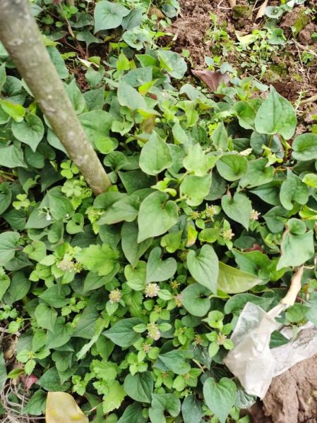 猪乸菜是什么菜_猪乸菜怎么吃-第2张图片-山城妙识