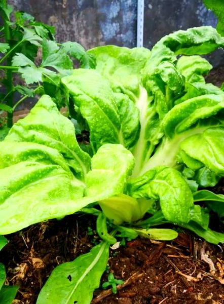 猪乸菜是什么菜_猪乸菜怎么吃-第3张图片-山城妙识