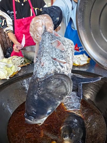 大胖头鱼图片_怎么分辨真假-第3张图片-山城妙识