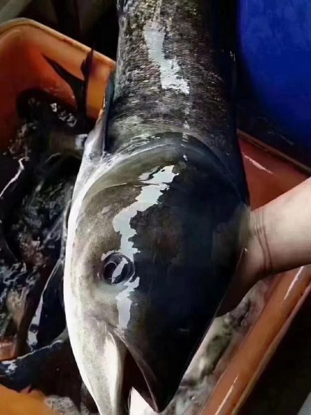 大胖头鱼图片_怎么分辨真假-第1张图片-山城妙识