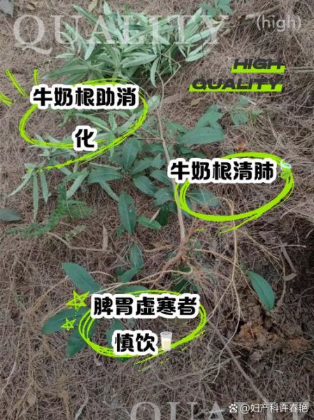 牛奶根的功效与作用_牛奶根怎么喝效果最好-第2张图片-山城妙识