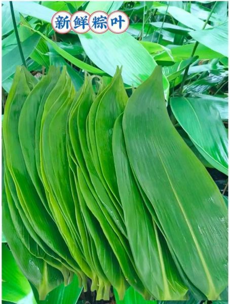 粽子叶要不要先煮一下_新鲜粽叶怎么处理-第1张图片-山城妙识 粽子叶要不要先煮一下_新鲜粽叶怎么处理-第1张图片-山城妙识