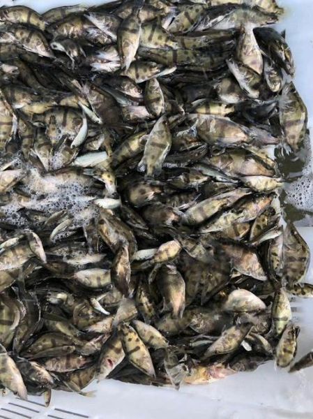 桂鱼苗图片_如何分辨真假-第2张图片-山城妙识