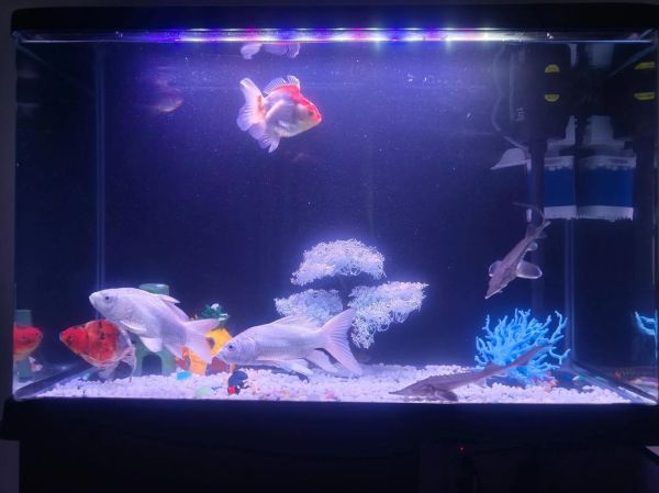 热带观赏鱼怎么养_水族箱布置技巧-第1张图片-山城妙识