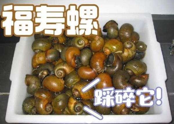 螺图片大全_如何区分常见淡水螺-第2张图片-山城妙识