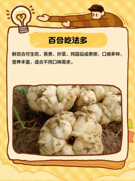 鲜百合的功效与作用_鲜百合怎么吃润肺止咳-第3张图片-山城妙识
