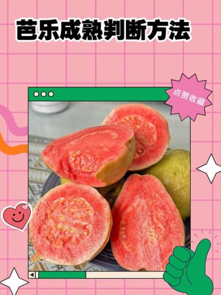 番石榴怎么看熟没熟_番石榴成熟判断方法-第2张图片-山城妙识