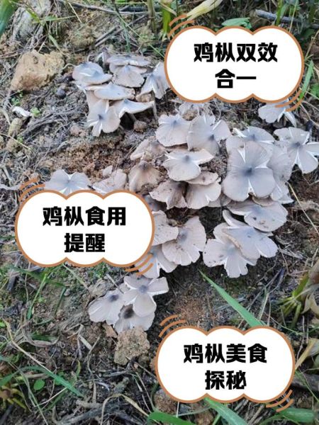 鸡枞菌图片_鸡枞菌怎么辨别真假-第1张图片-山城妙识
