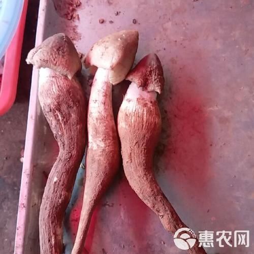 鸡枞菌图片_鸡枞菌怎么辨别真假-第2张图片-山城妙识