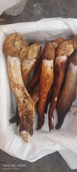 鸡枞菌图片_鸡枞菌怎么辨别真假-第3张图片-山城妙识