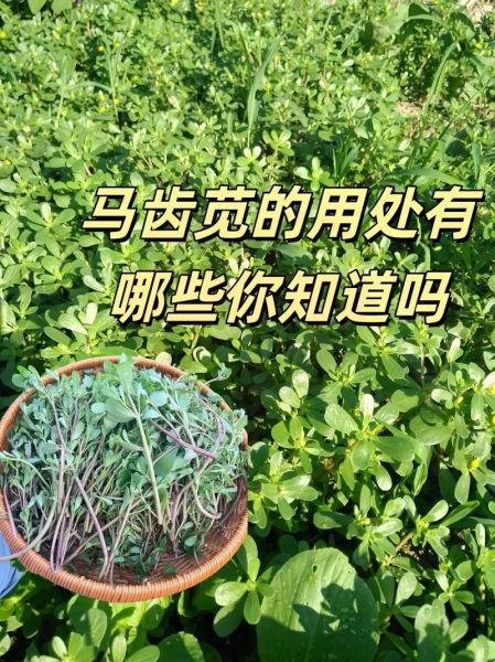 马齿苋治白发真的有用吗_马齿苋怎么吃能黑发-第2张图片-山城妙识