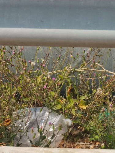 马蹄草长什么样_马蹄草图片特征-第3张图片-山城妙识