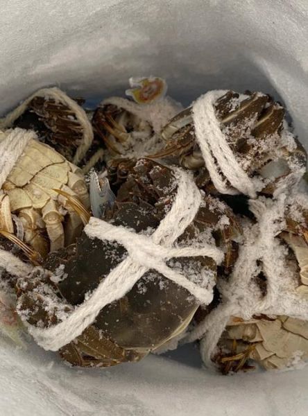阳澄湖大闸蟹怎么保存_能放冰箱吗-第3张图片-山城妙识
